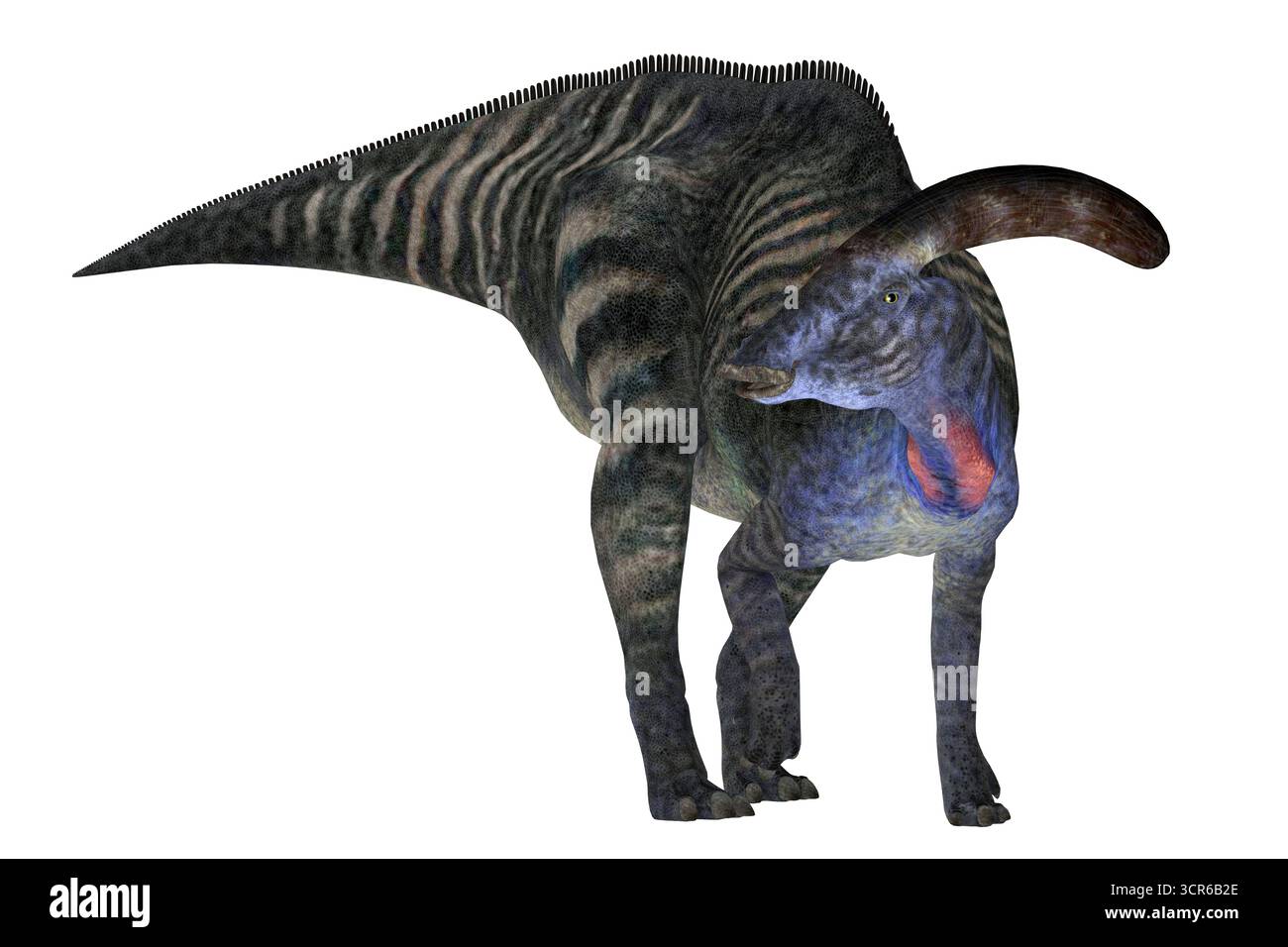 Parasaurolophus with a cranial crest was a herbivorous Hadrosaur ...