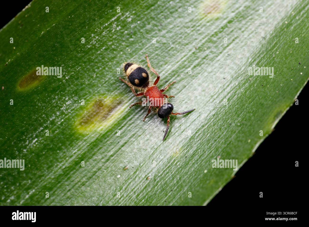 Close-up of a Velvet Ant (Mutillidae), a wingless wasp species ...