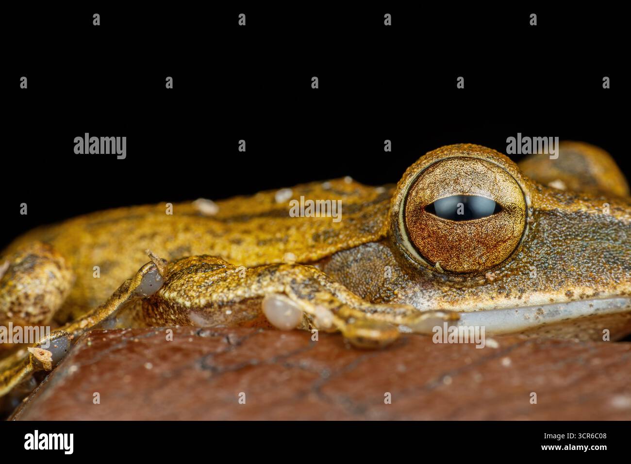 Macro side profile of Four-lined Tree Frog (Polypedates leucomystax ...