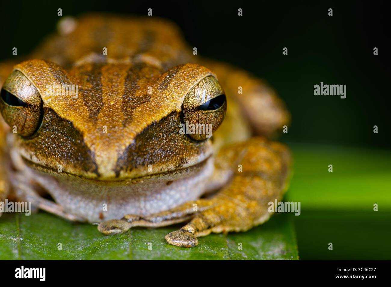 Macro frontal portrait of Four-lined Tree Frog (Polypedates leucomystax ...