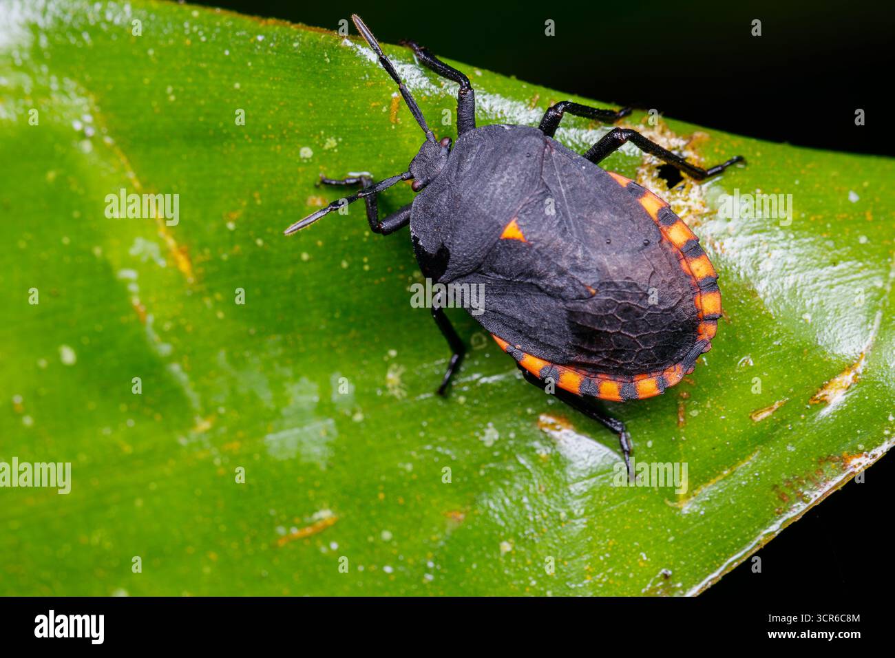 Cyclopelta stink bug hi-res stock photography and images - Alamy