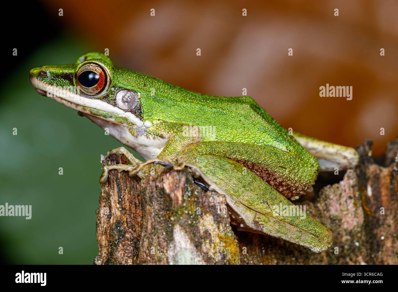 Side profile of Copper-cheeked frog resting on a wooden log, showing ...