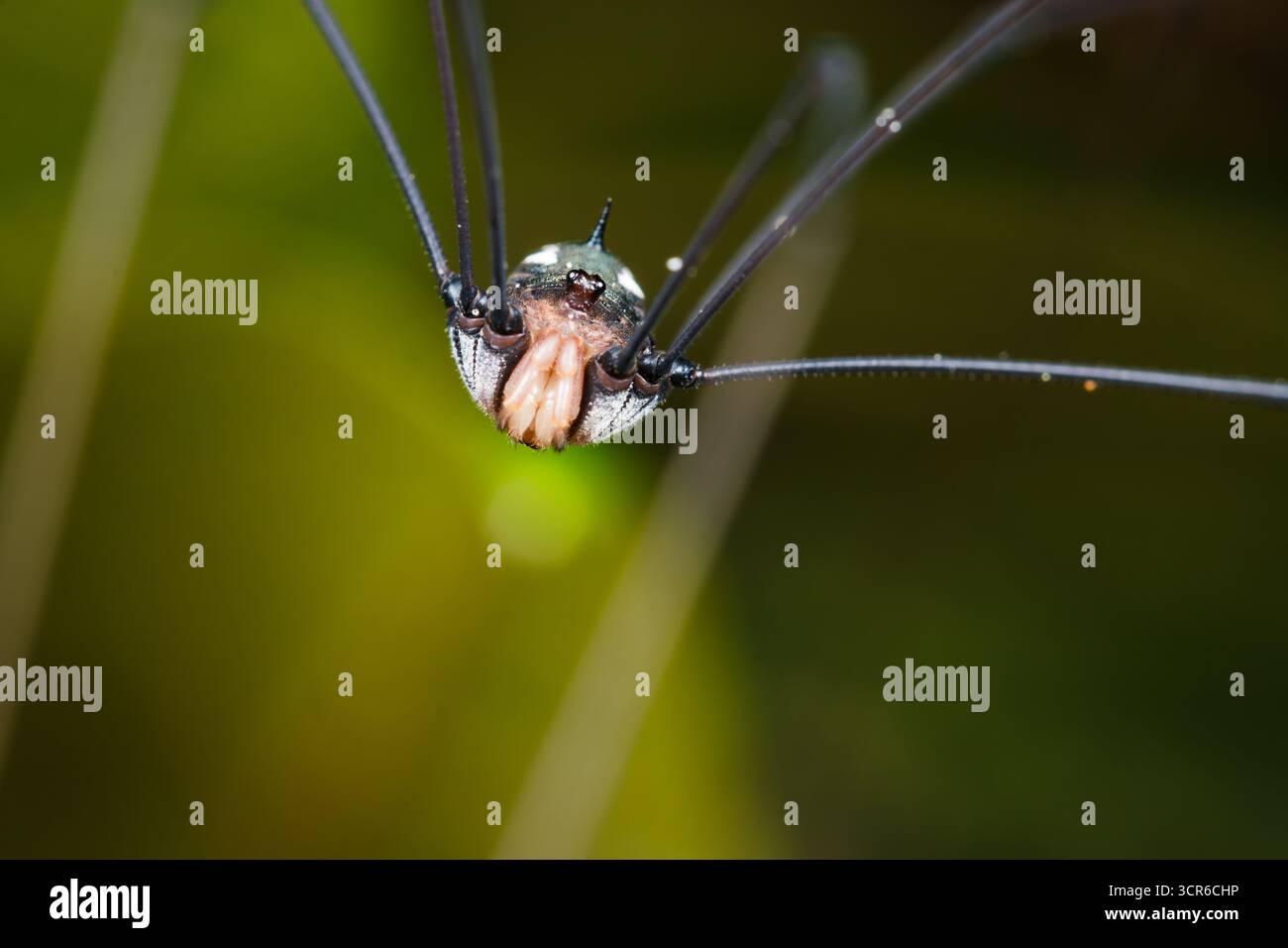 Front view of a harvestman arachnid (Opiliones) with long slender legs ...