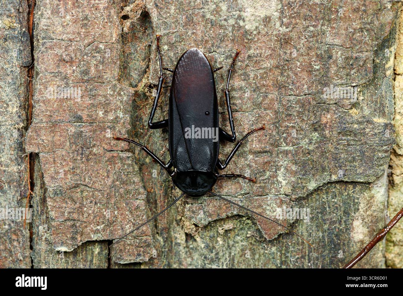 Macro closeup of a black cockroach resting on textured tree bark ...
