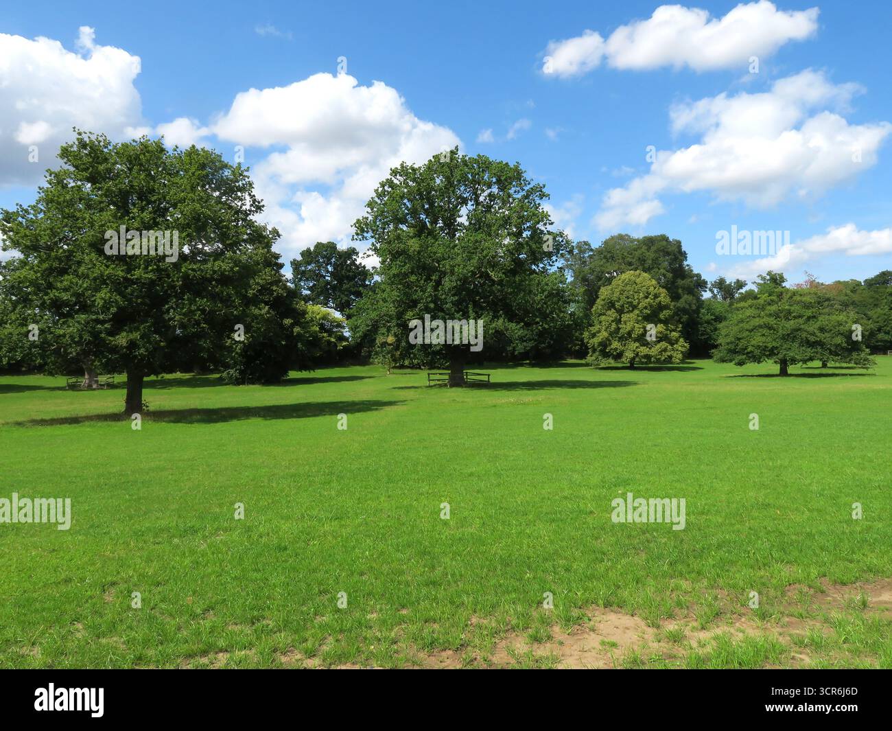 Parkland trees in isolation Stock Photo - Alamy