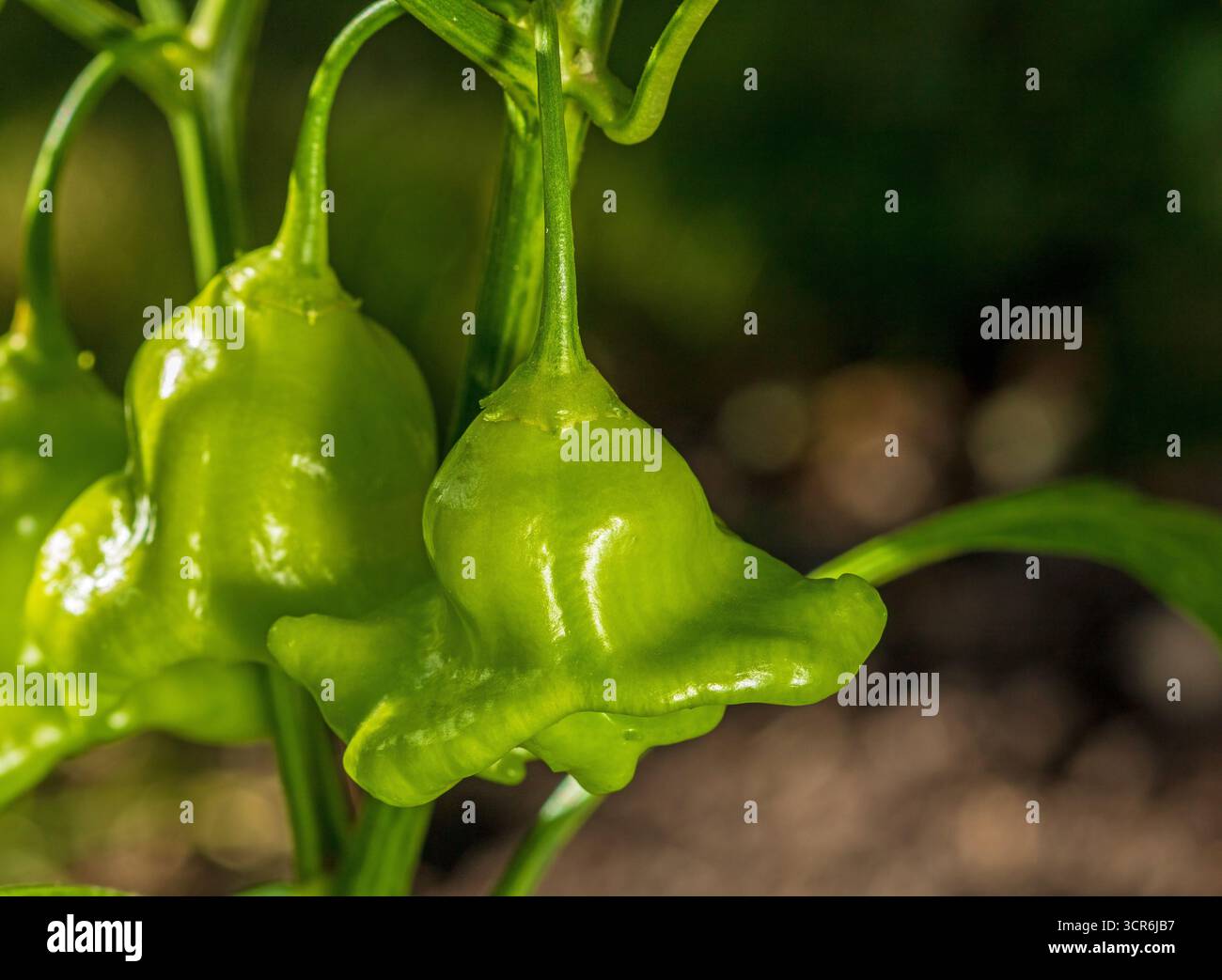 Distinctive bell shapes hi-res stock photography and images - Alamy