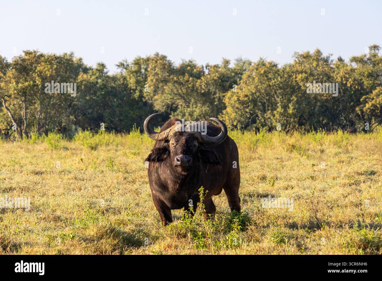 African Cape Buffalo (Syncerus caffer) grazing on the lush savannah ...