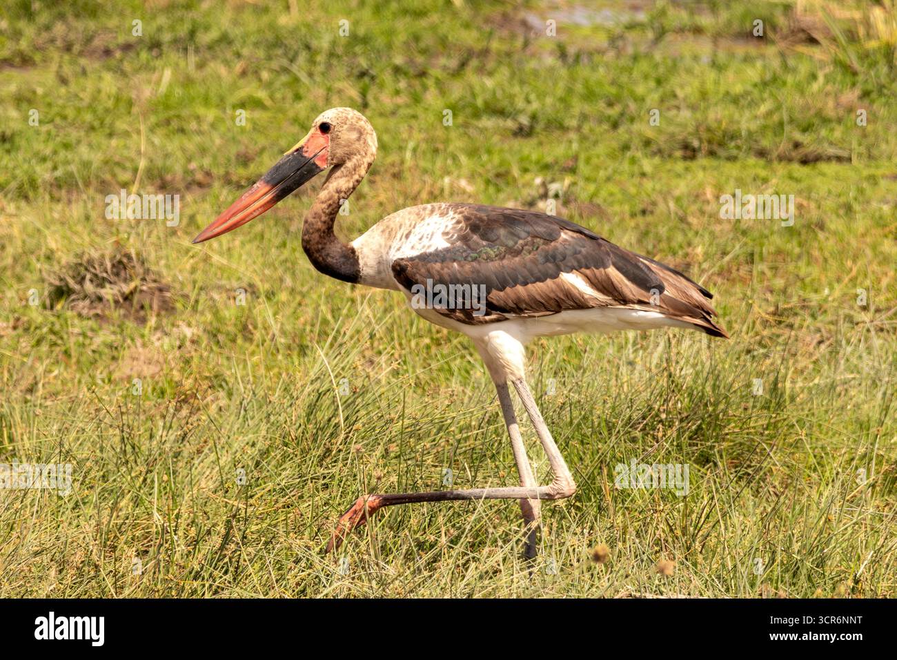 Juvenile Saddle-billed Stork walking and foraging in the grasslands of ...