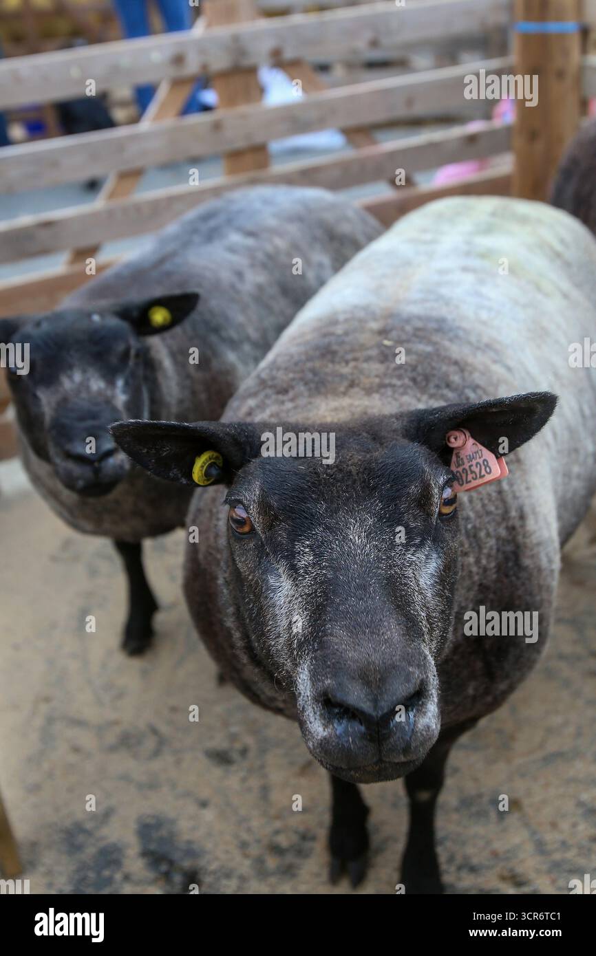 40th Masham Sheep Fair, North Yorkshire, England Stock Photo - Alamy