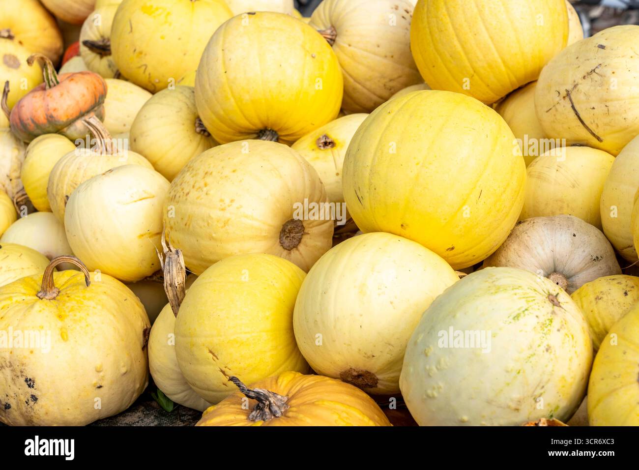 Kürbisse, auf einem Bauernhof Markt, im Herbst, Küribs *** pumpkins, on ...