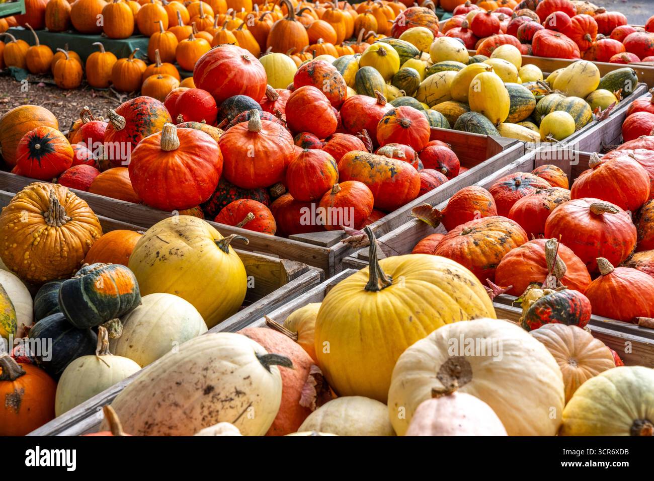 Verschiedene Kürbisse, auf einem Bauernhof Markt, im Herbst, Küribs ...