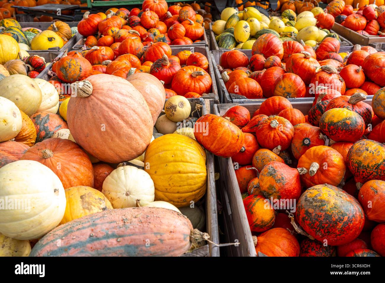 Verschiedene Kürbisse, auf einem Bauernhof Markt, im Herbst, Küribs ...