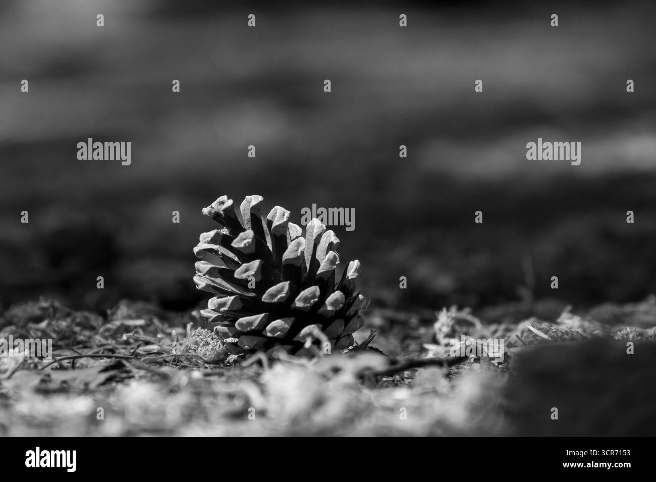 Pine tree cone in Black and White Stock Photos & Images - Alamy