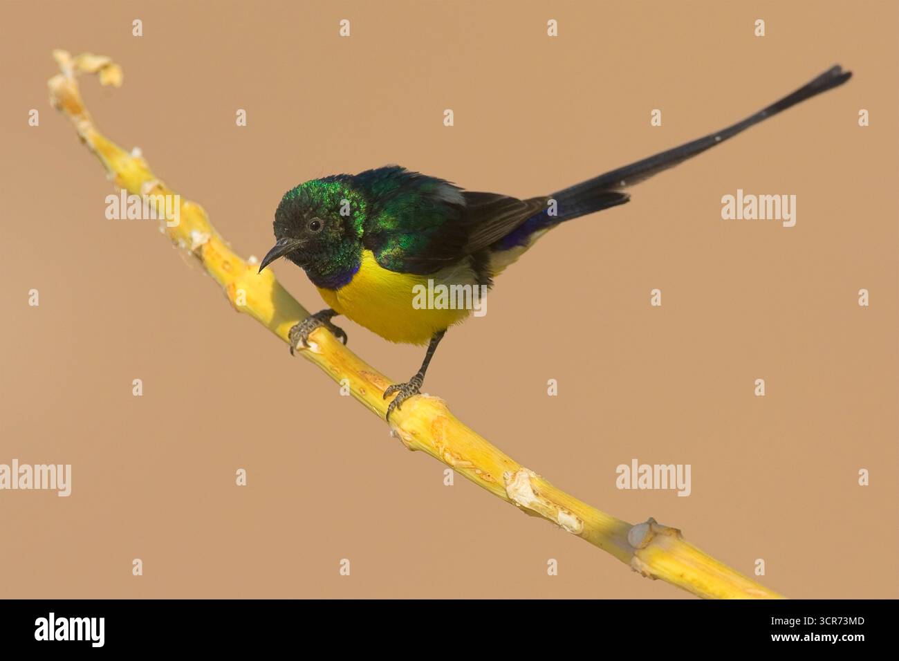 Nile valley sunbird, Eastern pygmy long-tailed sunbird, Eastern pygmy ...