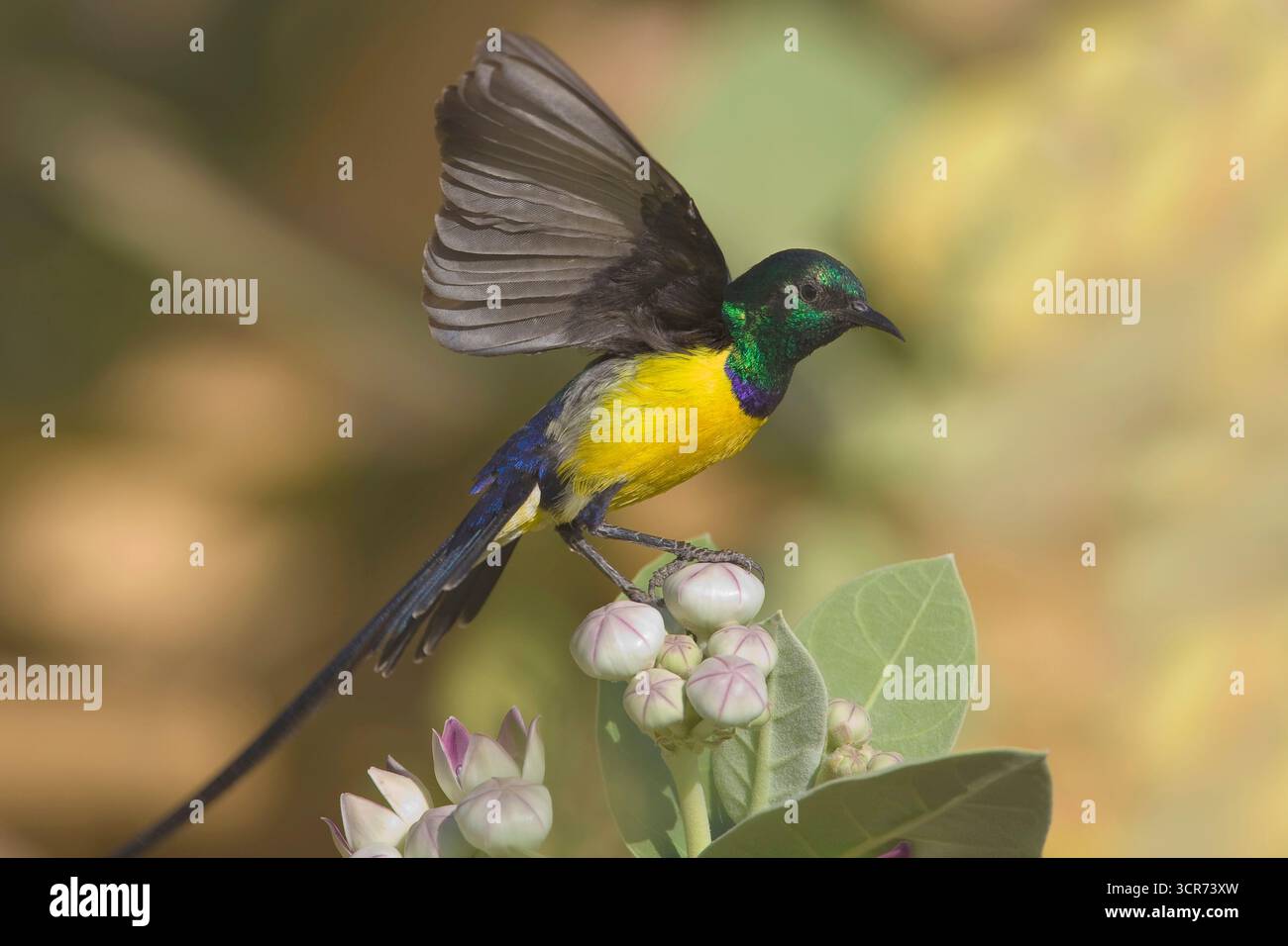 Nile valley sunbird, Eastern pygmy long-tailed sunbird, Eastern pygmy ...