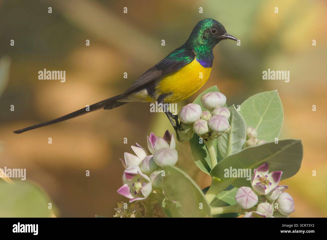 Pygmy long tailed sunbird hi-res stock photography and images - Alamy
