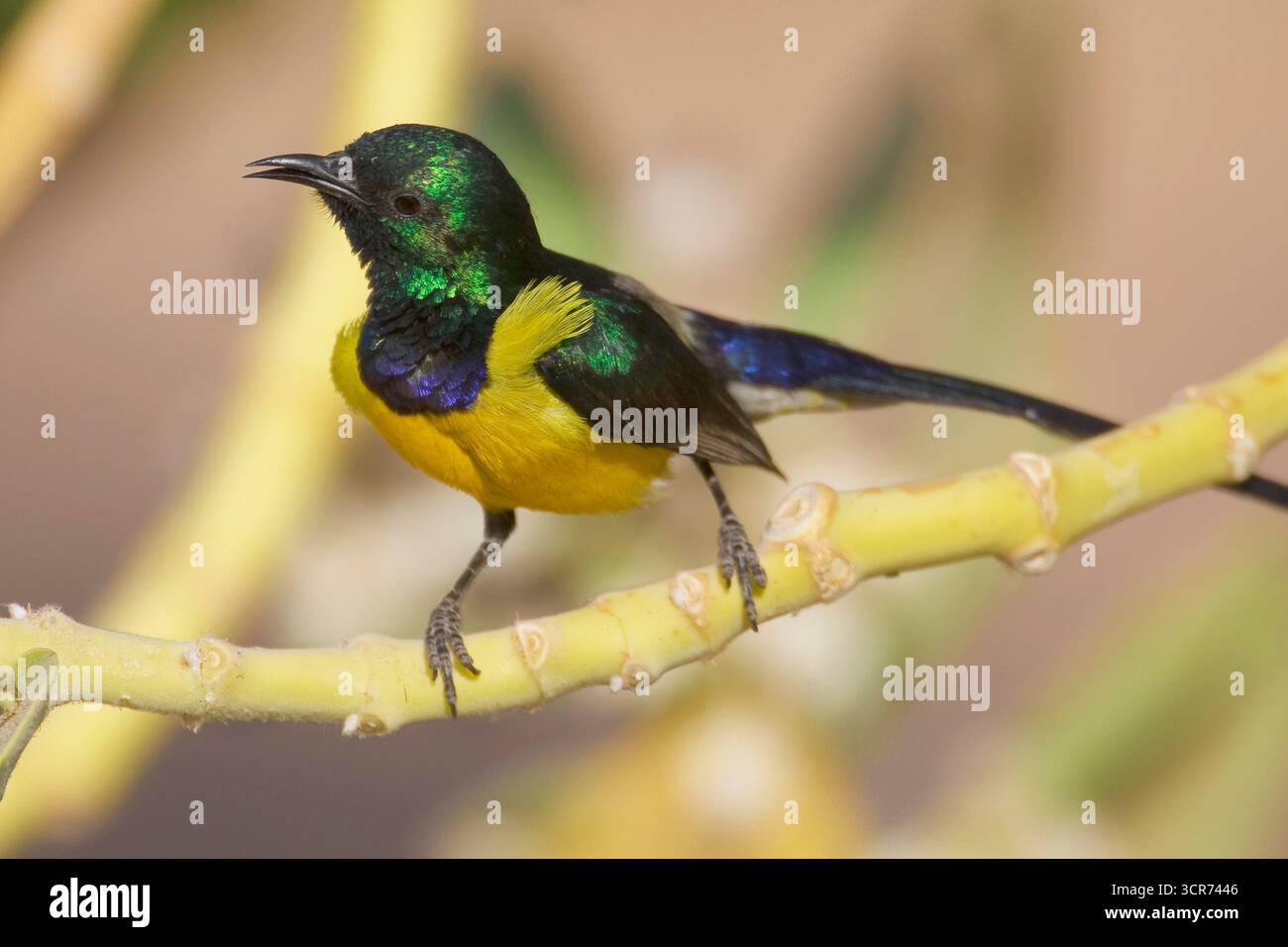 Nile valley sunbird, Eastern pygmy long-tailed sunbird, Eastern pygmy ...