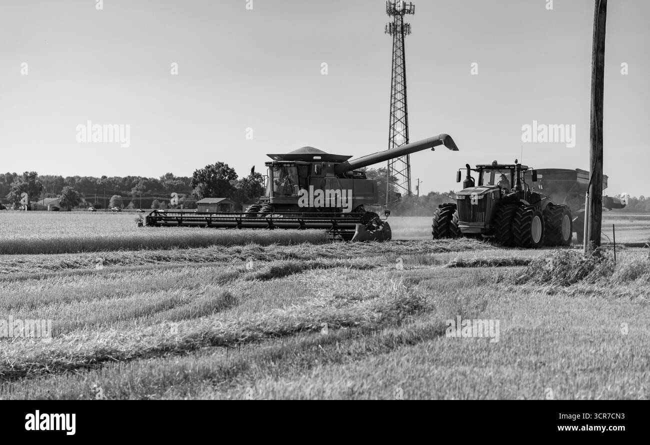 Combine harvester harvesting ripe wheat on big wheat field with tractor ...