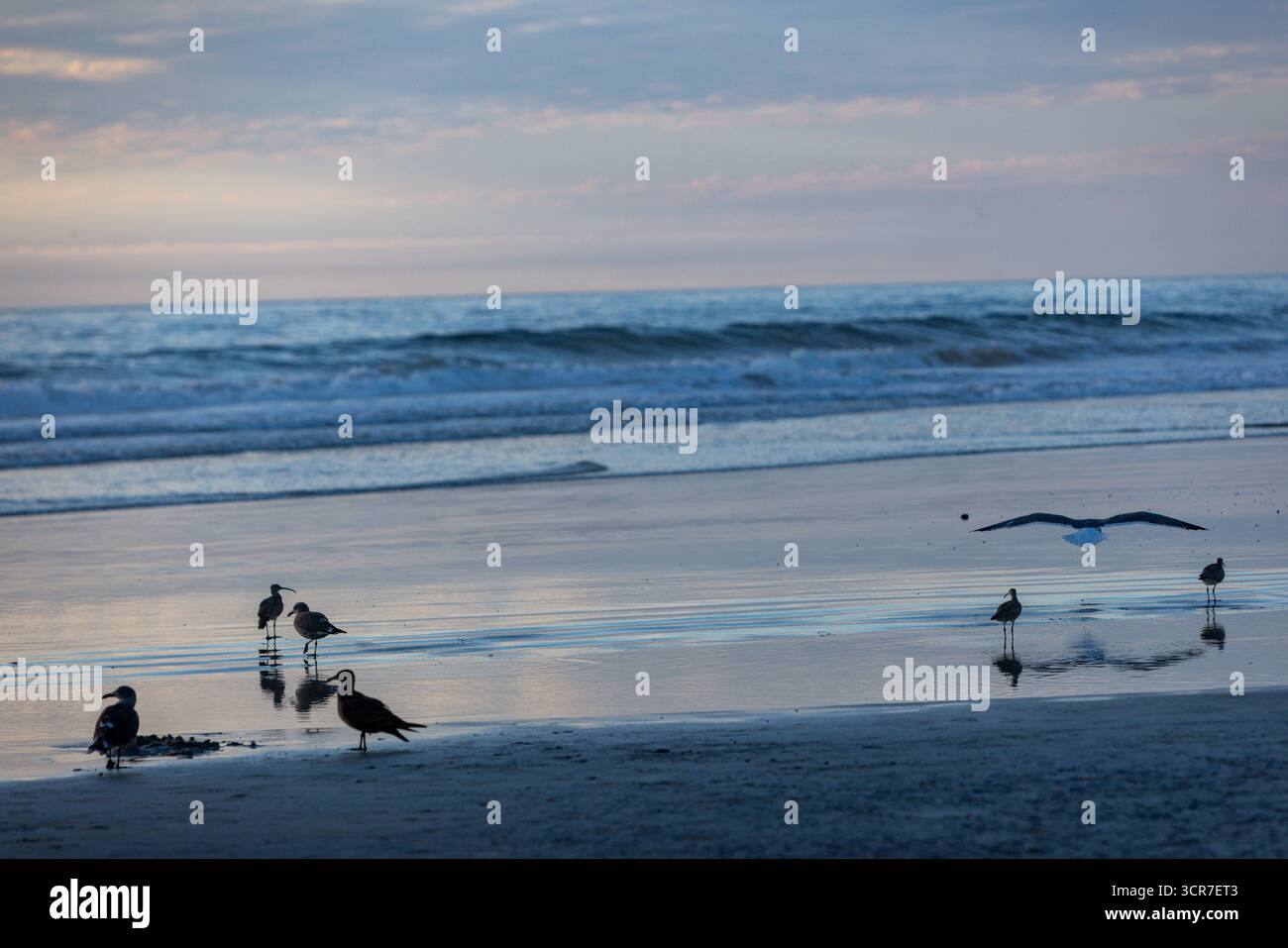 Seagulls and shore birds on a beautiful fall late afternoon along ...
