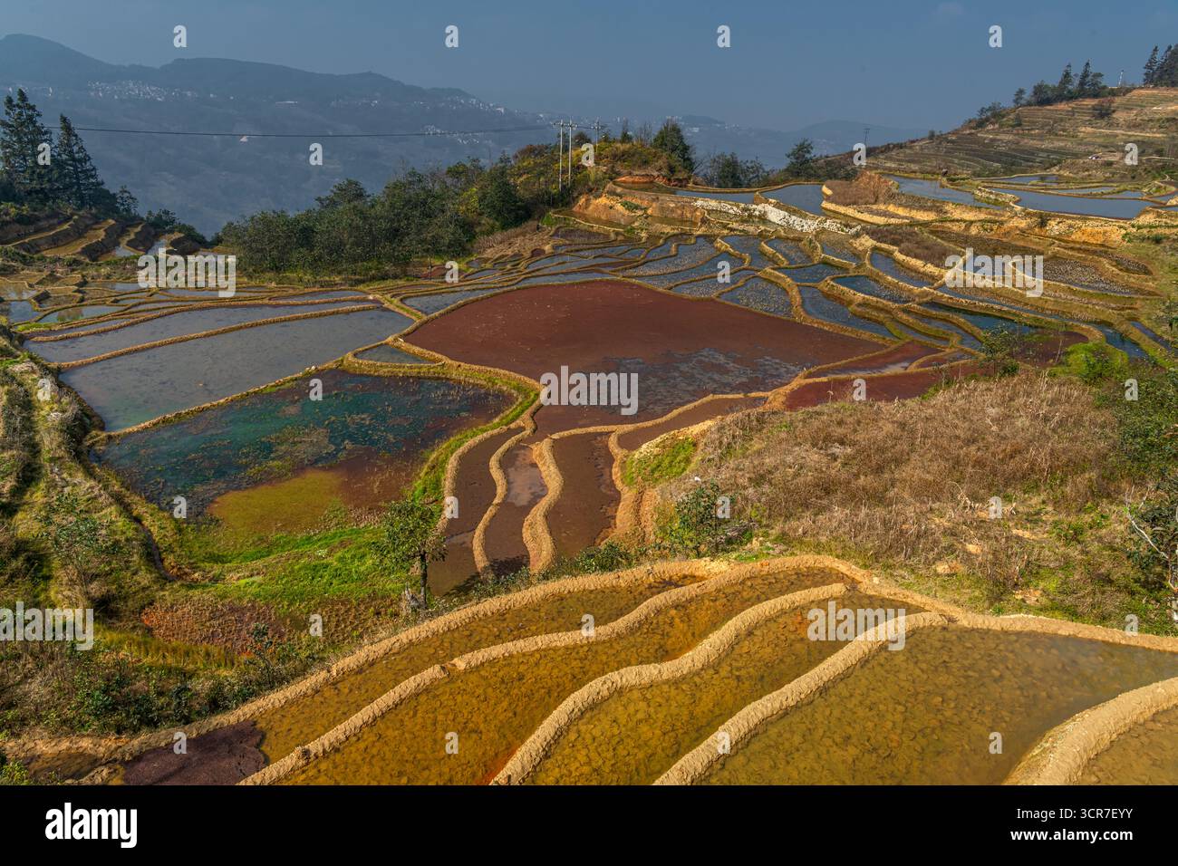 Rice terrace fields from the ground. Water-filled rice paddies covered ...