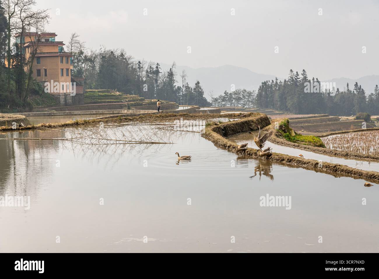 Ducks at Yuanyang rice terrace from Bada scenic area in Yunnan province ...