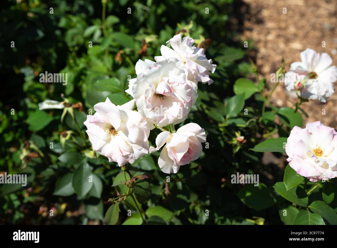 Charles Aznavour roses blooming in full beauty, white petals touched ...