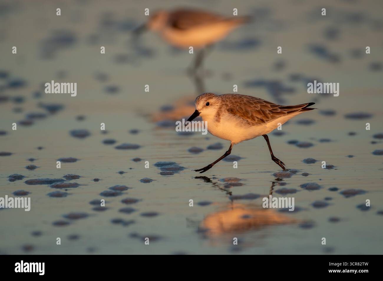 Two sanderlings walk across wet sand in Gulf Shores, Alabama, with warm ...