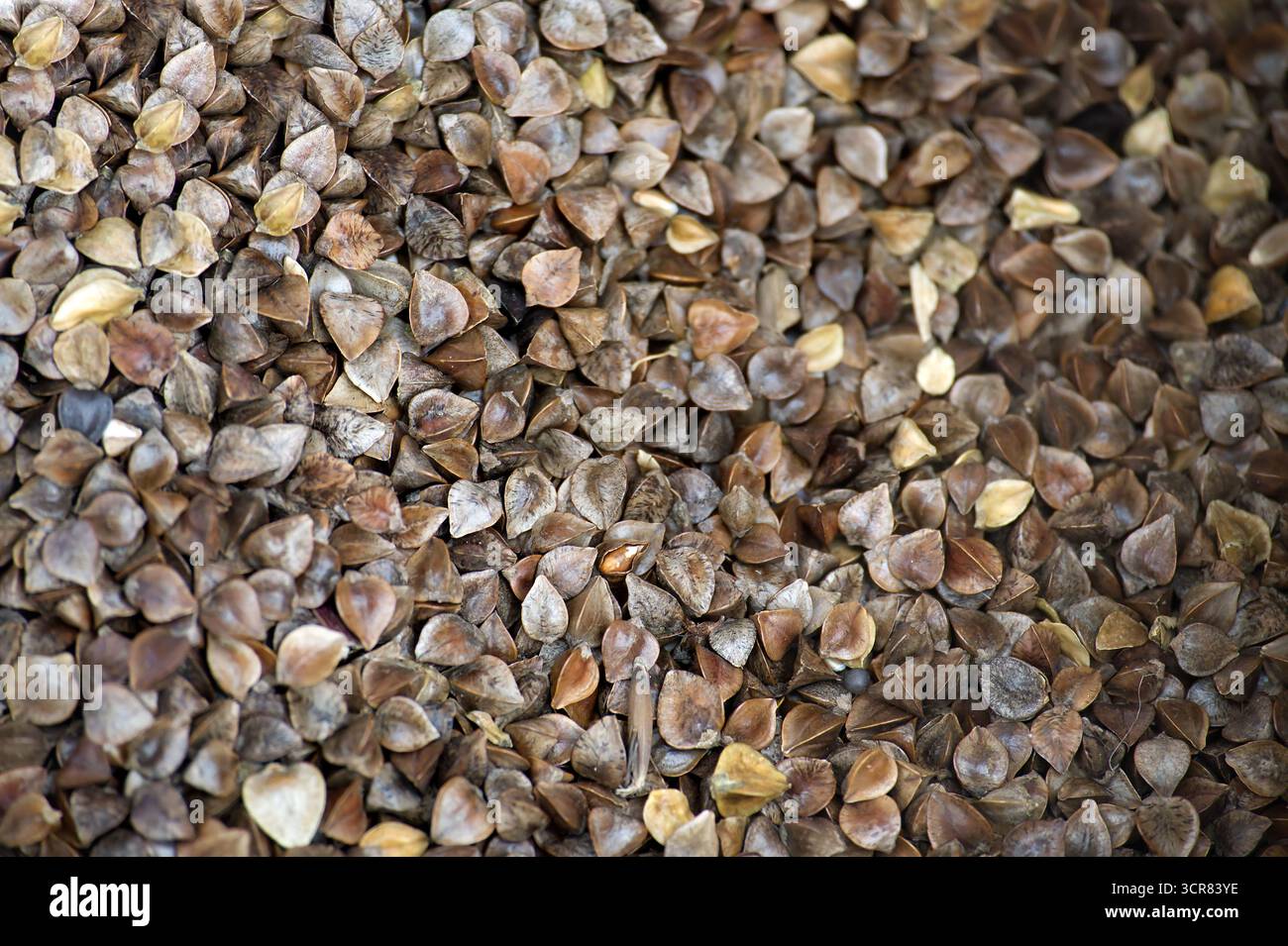 An overhead view showcases a detailed arrangement of buckwheat grains ...