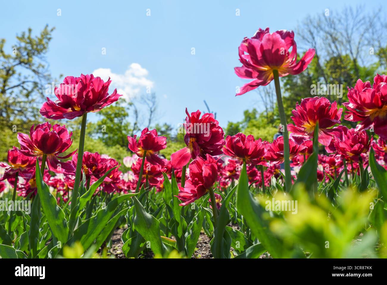 Lush double late Tulipa Alicante tulips in rich magenta hues rise among ...