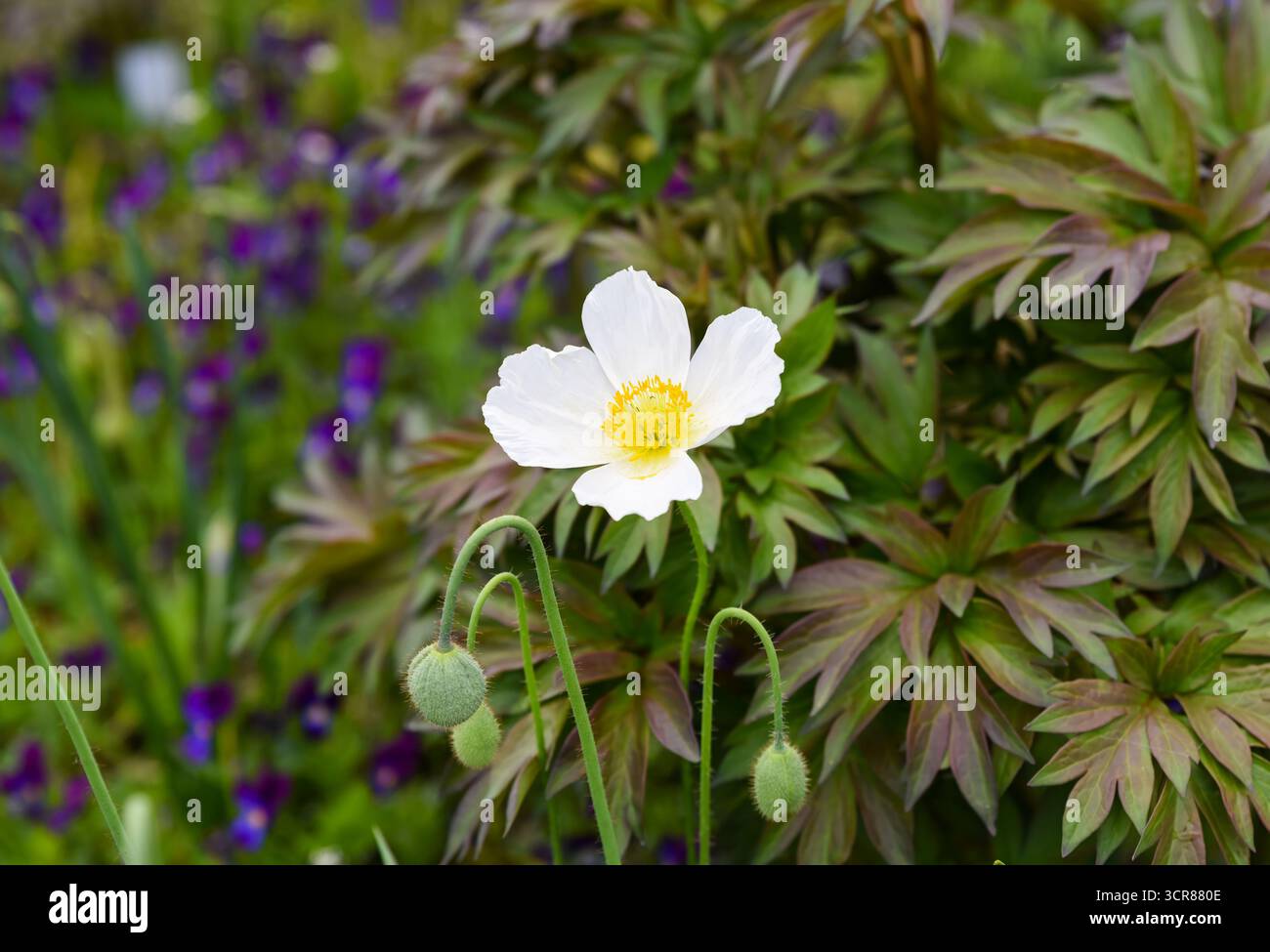 White poppy with yellow center and unopened bud growing in the wild ...