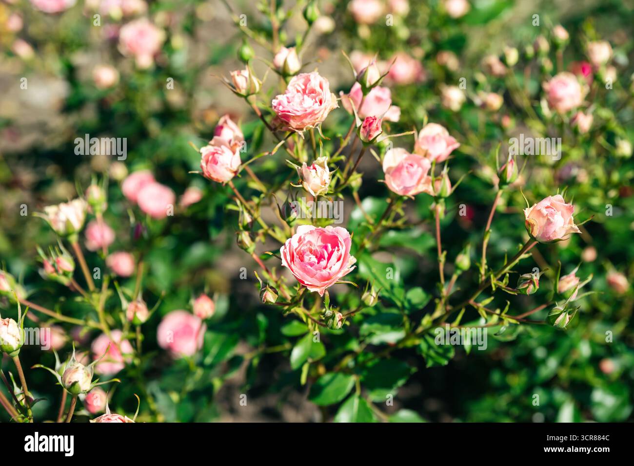 Several Allure Winter Jewel Floribunda roses in tender pink shades ...