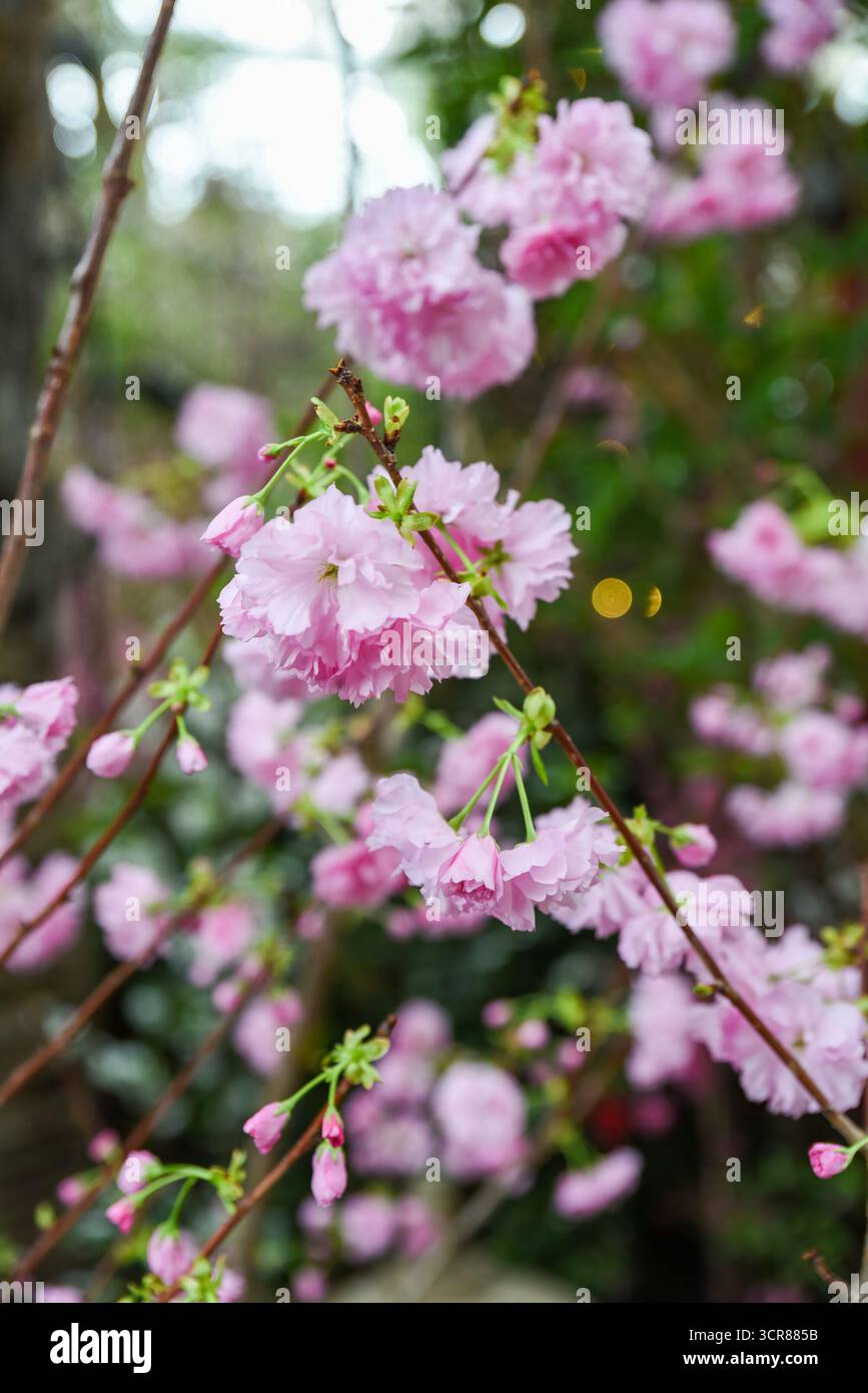 Close-up of delicate pink cherry blossoms in full bloom, symbolizing ...