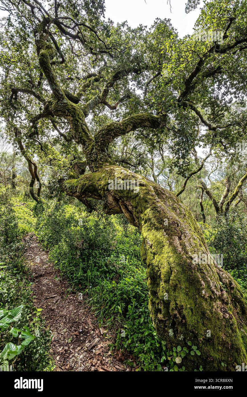 Ancient oak forest of Bussaco, in Luso, Aveiro in Portugal. Trail ...