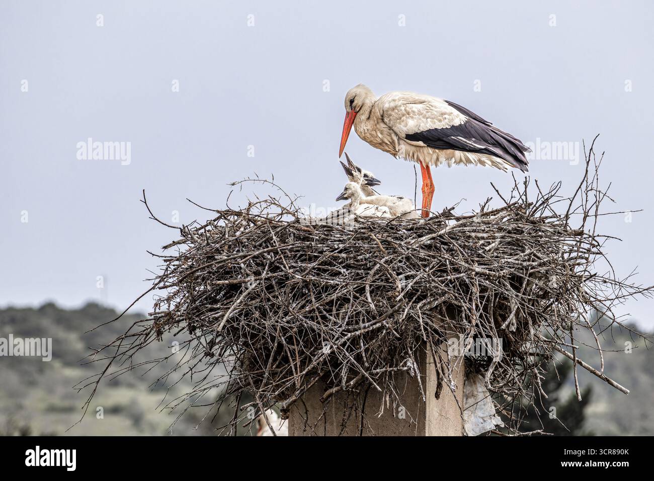 The fascinating White Storks, Ciconia ciconia at Odiaxere in the ...