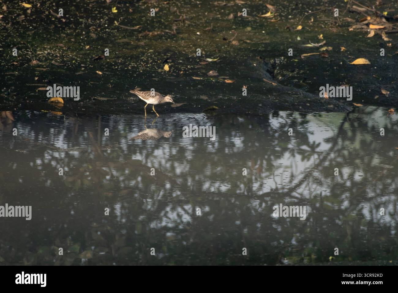 Wood Sandpiper (Tringa glareola) from the family Scolopacidae wading in ...