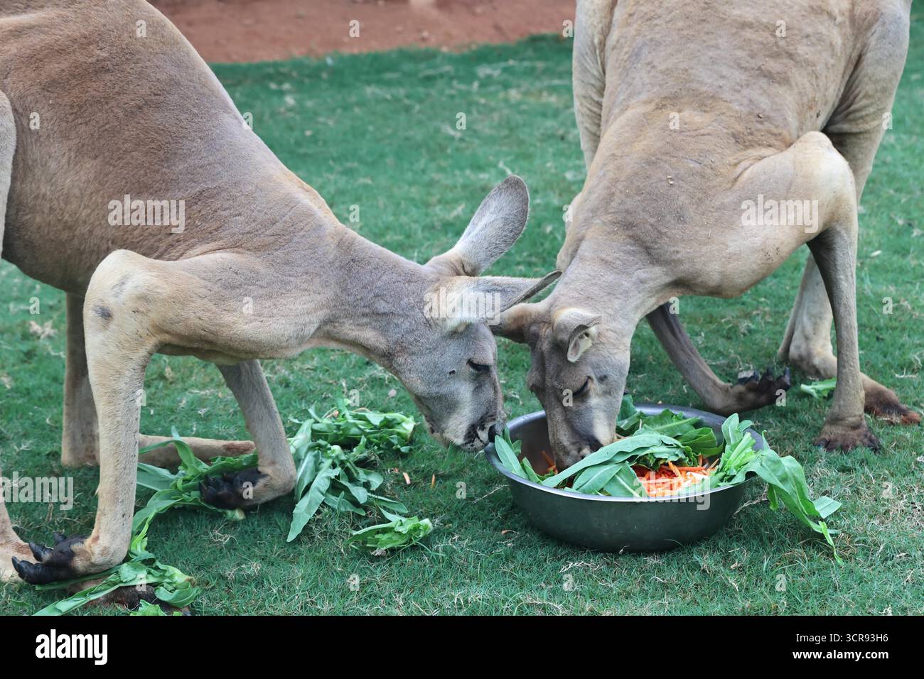 Animals enjoy food for Mid-Autumn Festival at a zoo in Nantong City ...