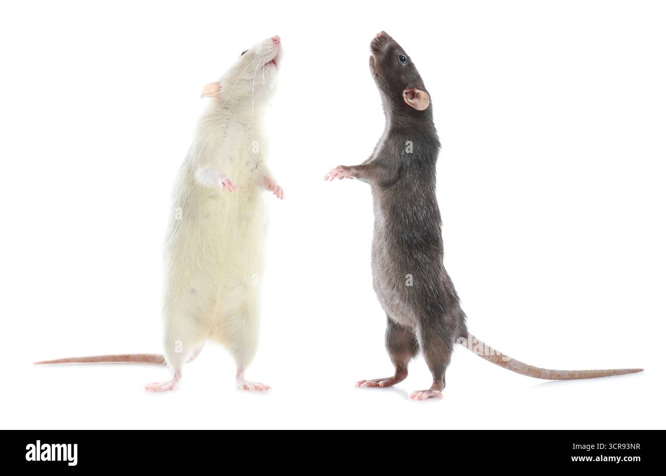 Fluffy rats isolated on Cut Out Stock Images & Pictures - Alamy