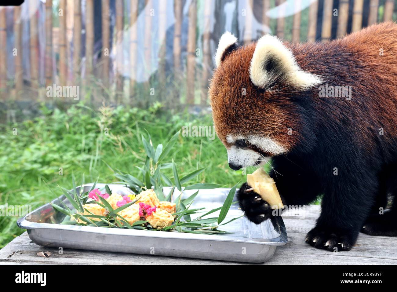Animals enjoy food for Mid-Autumn Festival at a zoo in Nantong City ...