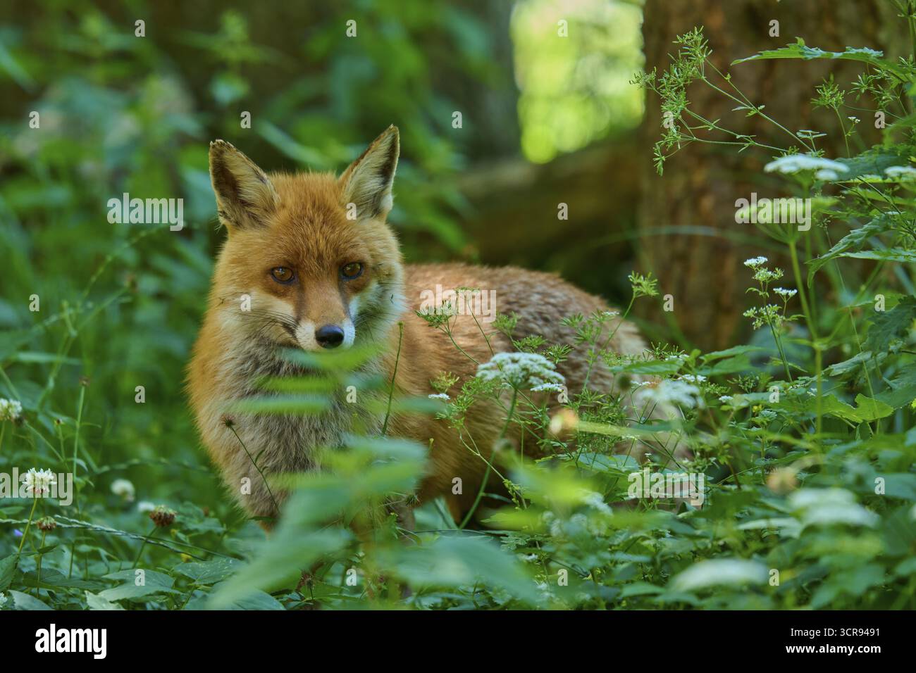 A fox peers intently out of the dense undergrowth of the forest, red fox (Vulpes vulpes ...