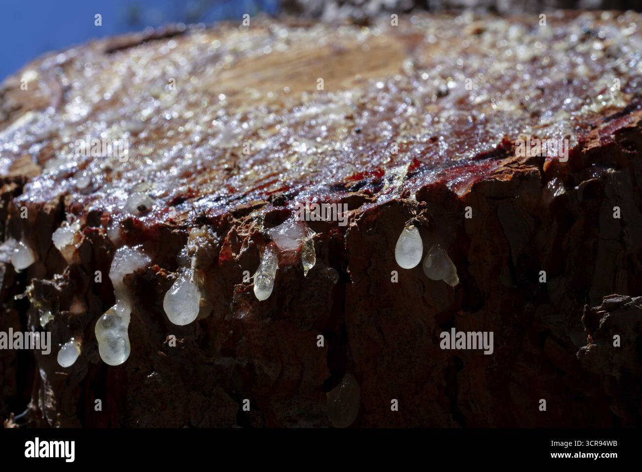Pine resin healing hi-res stock photography and images - Alamy