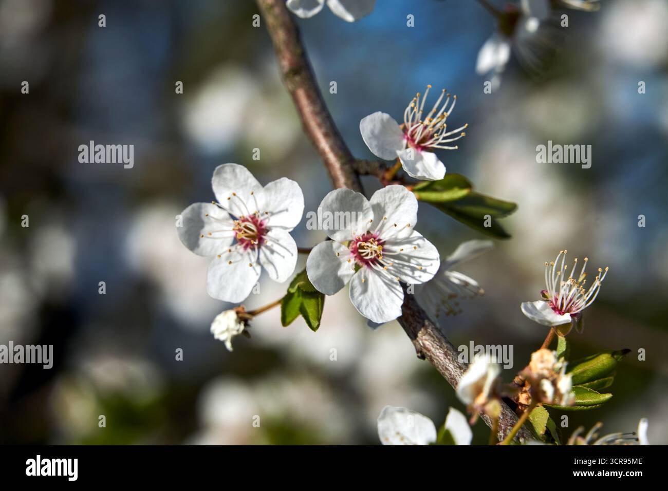 Details of blooming white fruit tree flowers in spring, Poland Stock ...