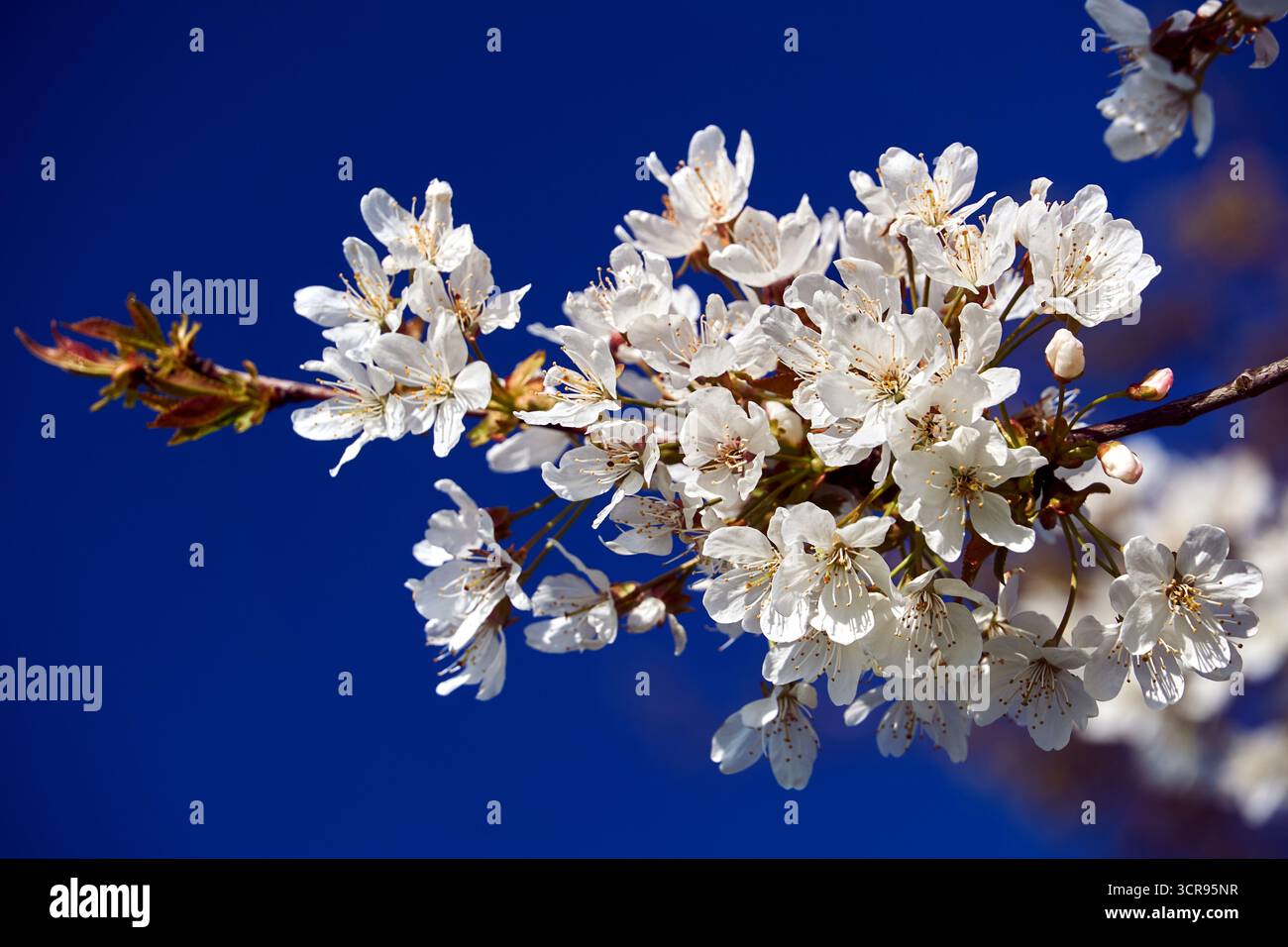 Details of blooming white fruit tree flowers in spring, Poland Stock ...