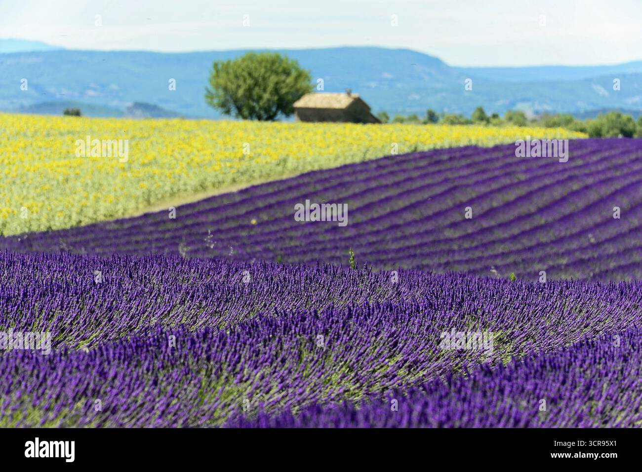Rows of blooming lavender under a bright blue sky, Blooming lavender ...