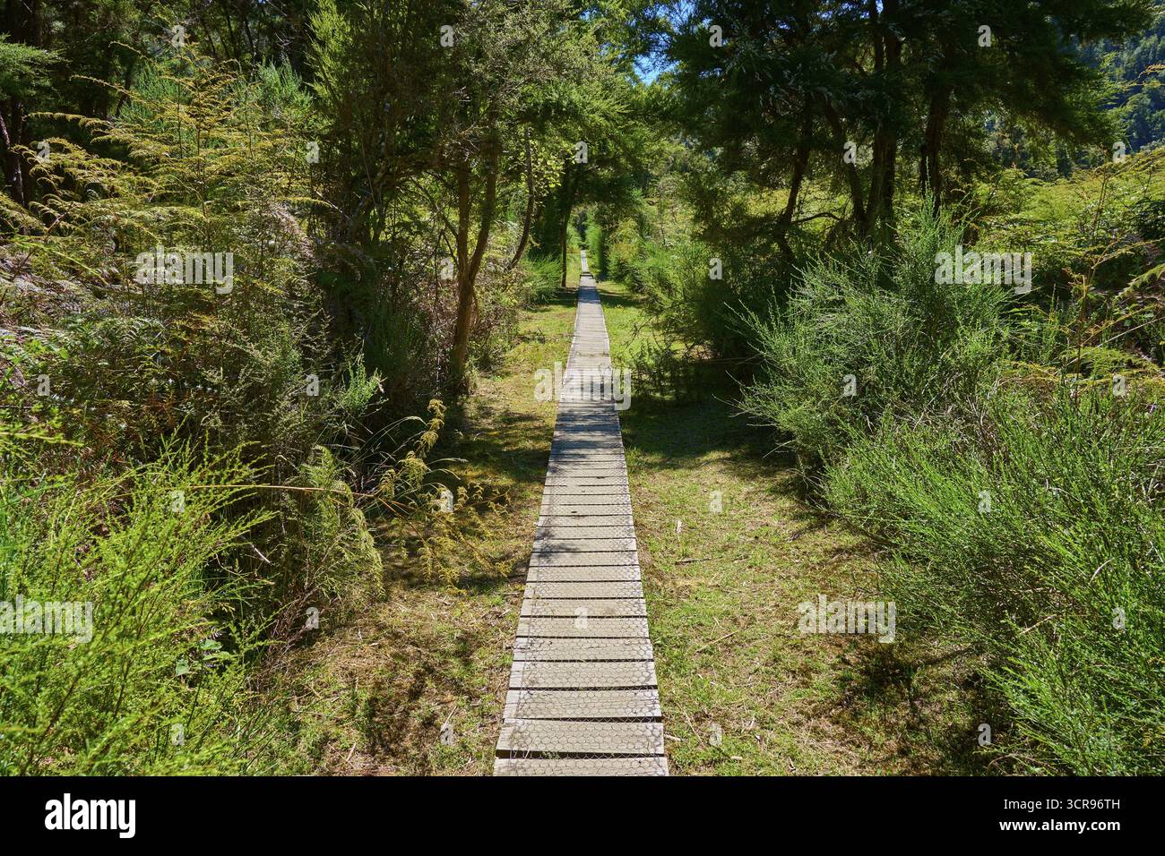 Long wooden walkway through dense green forest in sunny weather, Buller ...