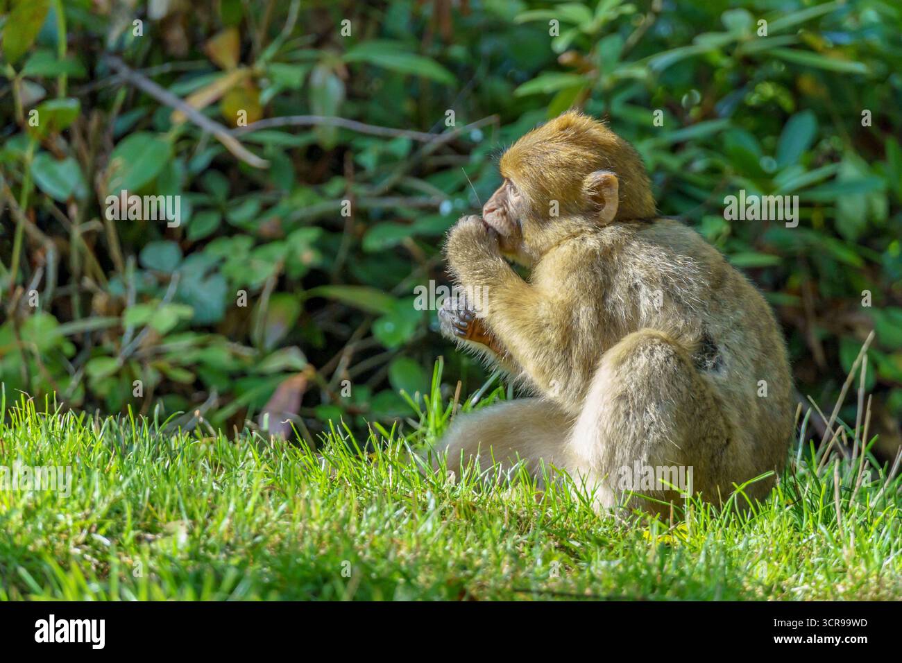 Stoke-on-Trent, UK. 28 September 2025. Visitors watching Barbary ...