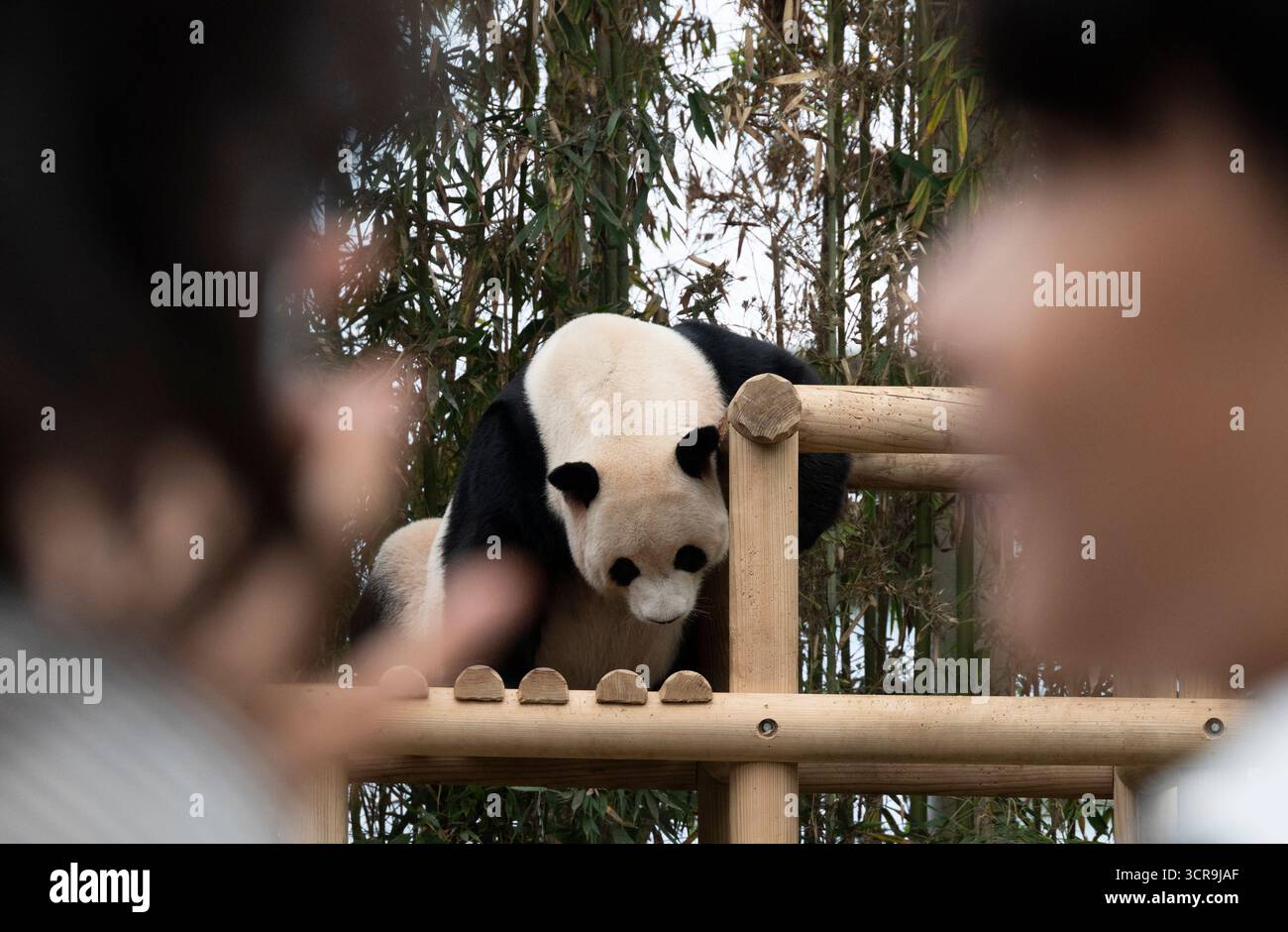 Yongin, South Korea. 30th Sep, 2025. People look at the giant panda Le ...