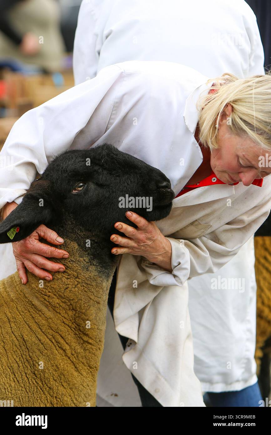 Hornless hi-res stock photography and images - Alamy