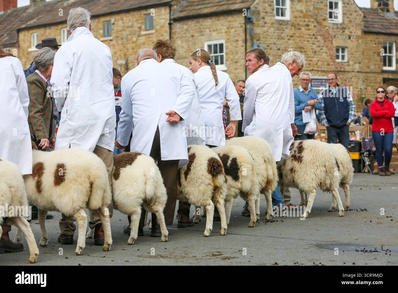 40th Masham Sheep Fair, North Yorkshire 2025 Stock Photo - Alamy