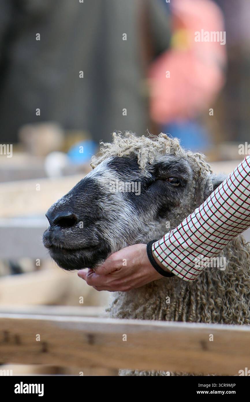 40th Masham Sheep Fair, North Yorkshire 2025 Stock Photo - Alamy