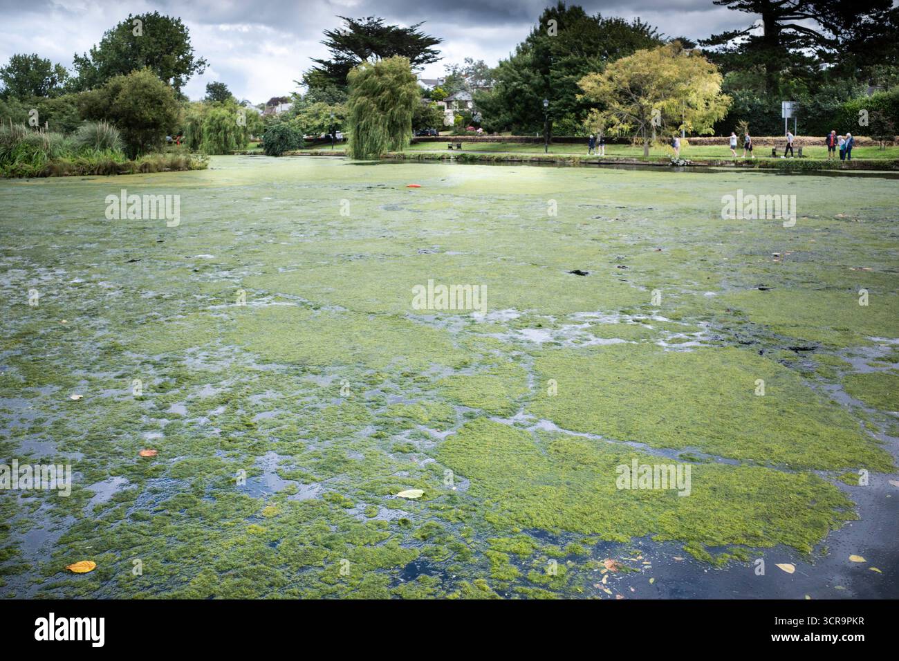 The historic Trenance Boating Lake that is now covered with an algae ...